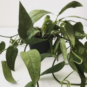 How to keep your Pilea Peperomioides alive and well